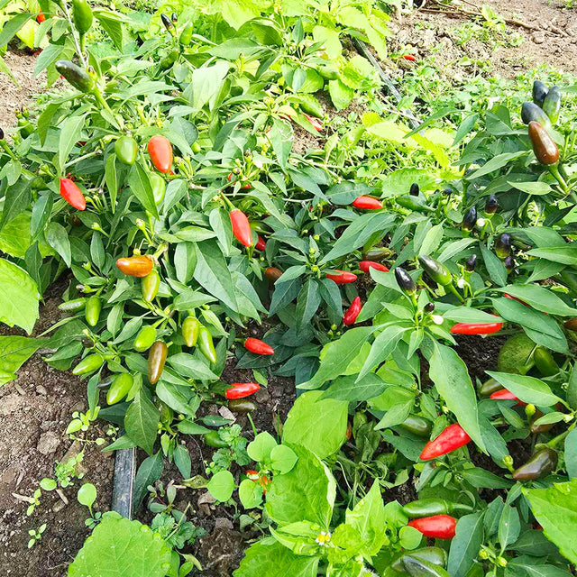 Chili-Setzling Peperoncino Fiorentina #8 – Beat Heuberger