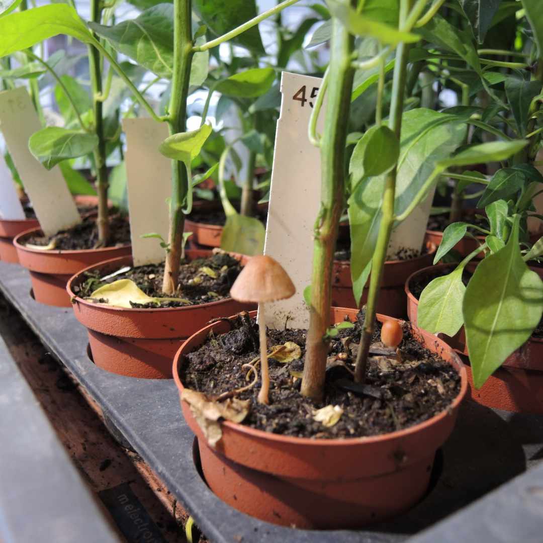 Beat Heuberger Weine-Gewürze-Delikatessen